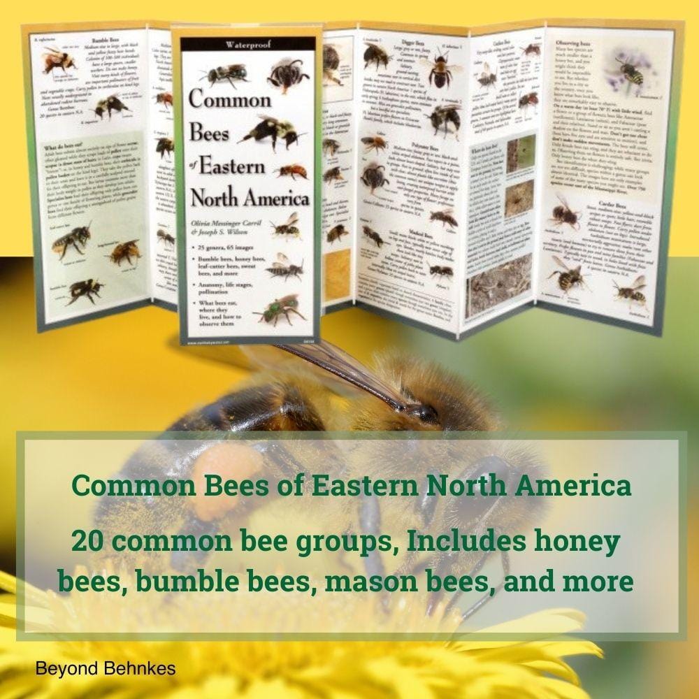 Common Bees of Eastern North America Guide